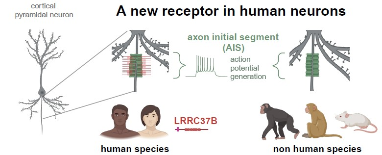 Une nouvelle voie moléculaire à la zone de gâchette des neurones ...